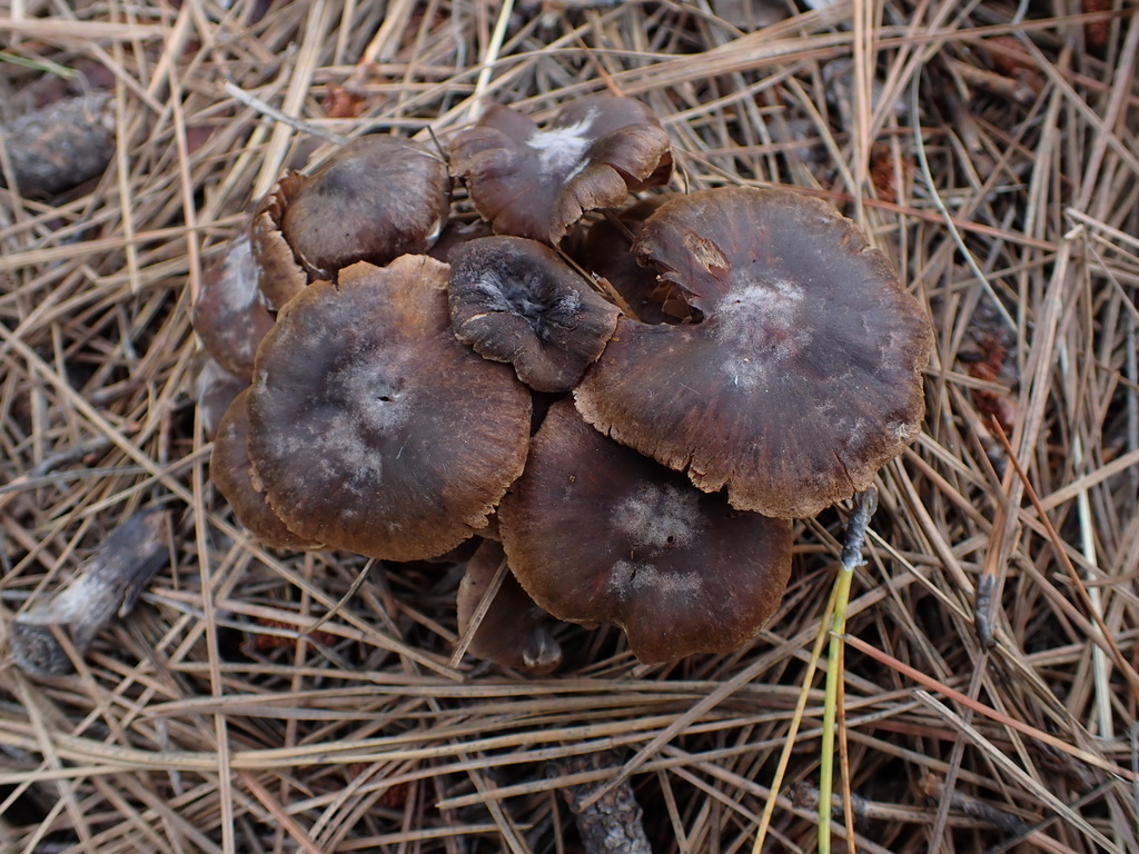 Cortinarius albosericeus in August 2022 by Sigrid Jakob. Growing ...