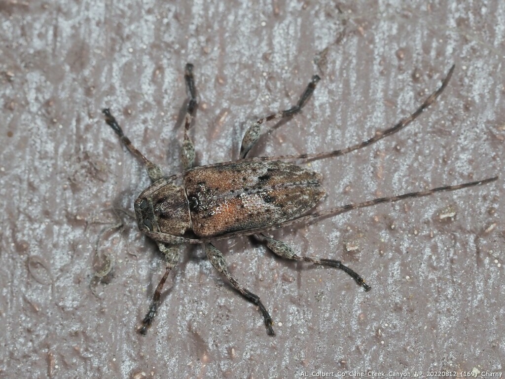 Sternidius alpha from Frankfort Rd. Colbert Co., Alabama on August 12 ...