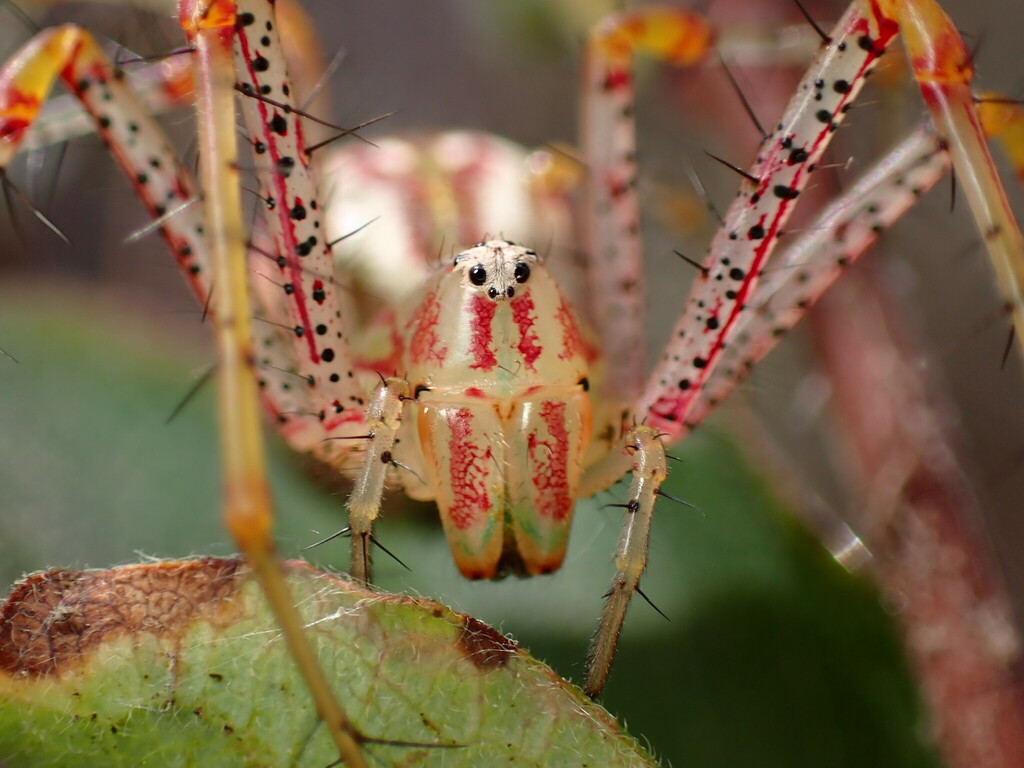 Green Lynx Spider from Alviso, San Jose, CA, USA on August 17, 2022 at ...