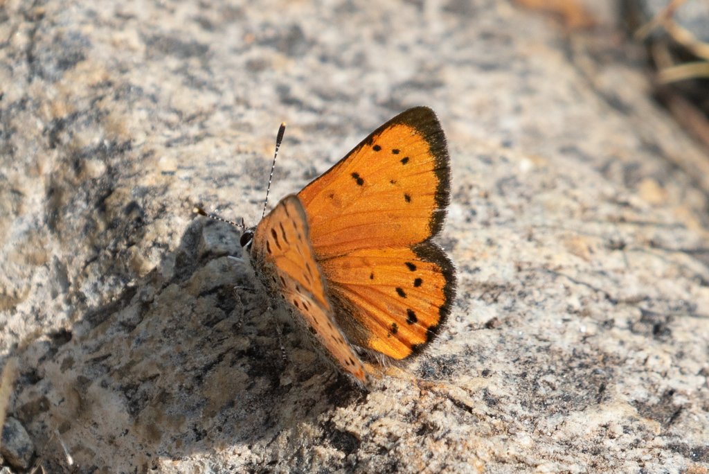 Lustrous Copper (Butterflies of Rocky Mountain National Park) · iNaturalist