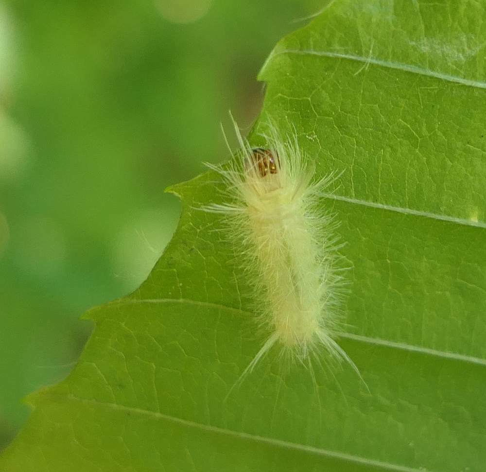Banded Tussock Moth from Larose Forest, Prescott and Russell United ...