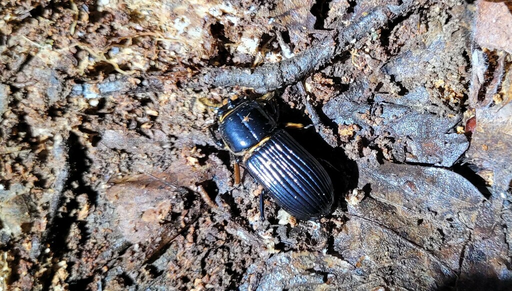 Horned Passalus Beetle from Charles County, MD, USA on August 11, 2022 ...
