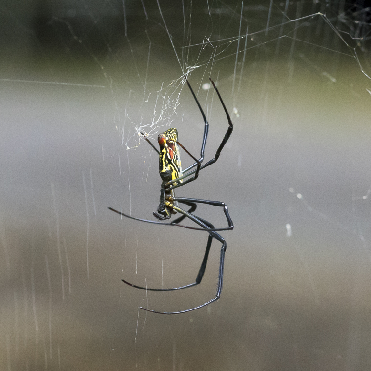 Joro Spider from Lake Hartwell State Park, SC, USA on August 17, 2022 ...