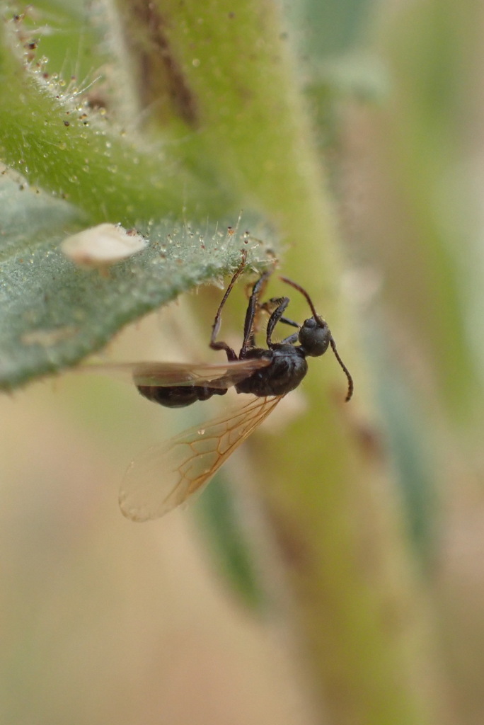 Ants from Capital, British Columbia, Canada on August 13, 2022 at 09:26 ...