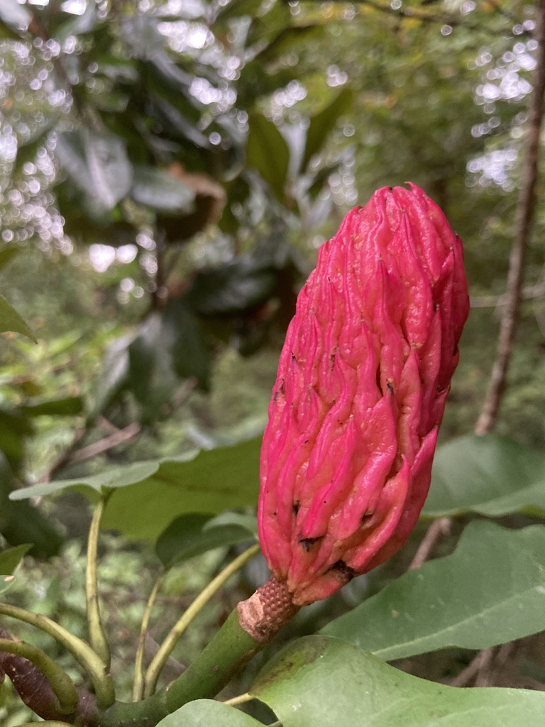 Pyramid Magnolia (Magnolia fraseri pyramidata) - Botanical Realm