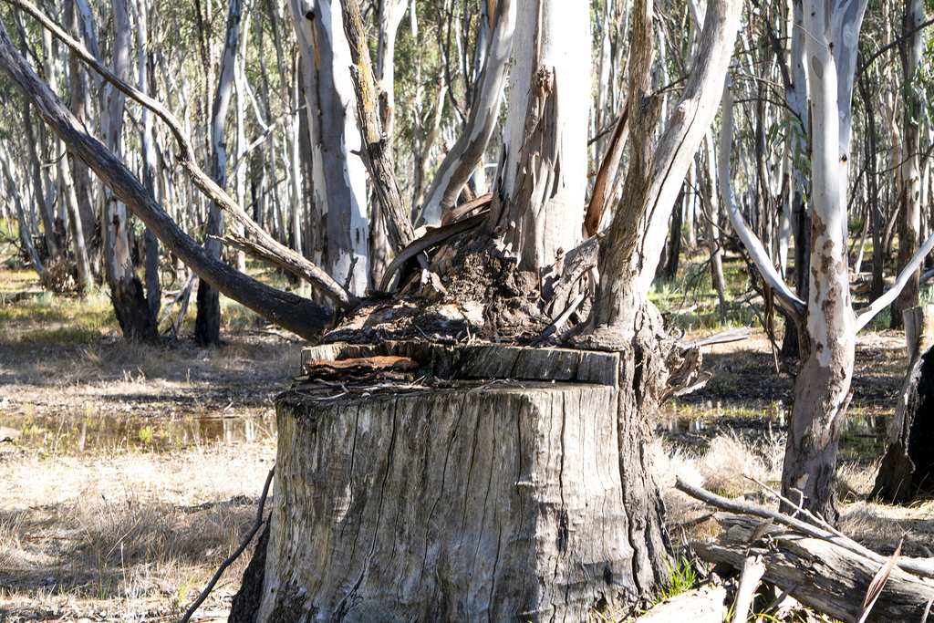 Murray red gum from Murray, New South Wales, Australia on August 9 ...