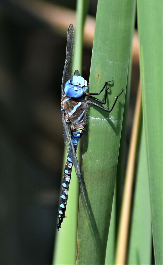 Blue-eyed Darner from Barber Valley, Boise, ID, USA on August 17, 2022 ...