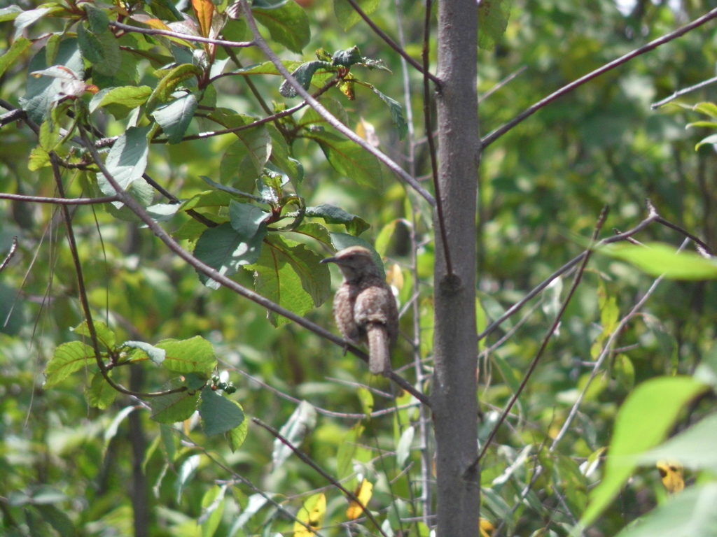 Spotted Wren from Valle de Bravo, Méx., México on August 13, 2022 at 11 ...
