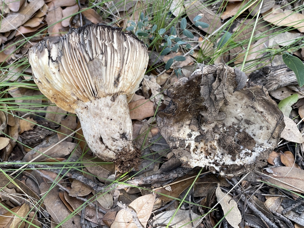 Blackening Russula from Cochise, Arizona, United States on August 16 ...