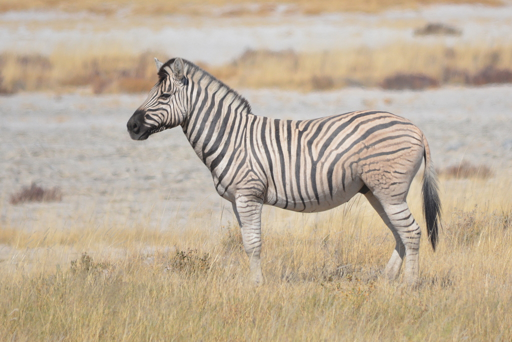 Burchell's Zebra in June 2018 by copper · iNaturalist