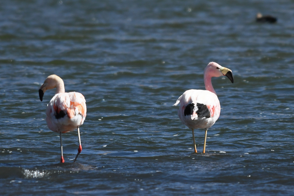 Andean Flamingo in August 2022 by Josh Vandermeulen. on right · iNaturalist