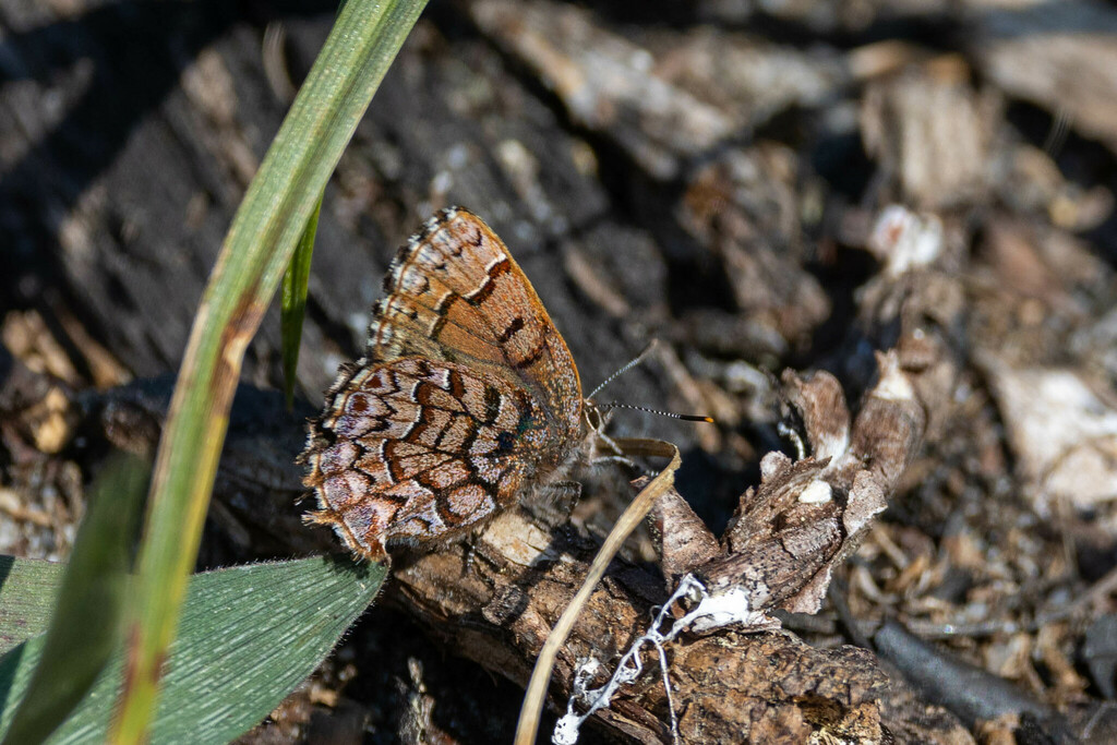 Eastern Pine Elfin from Worcester County, MD, USA on April 30, 2022 at ...