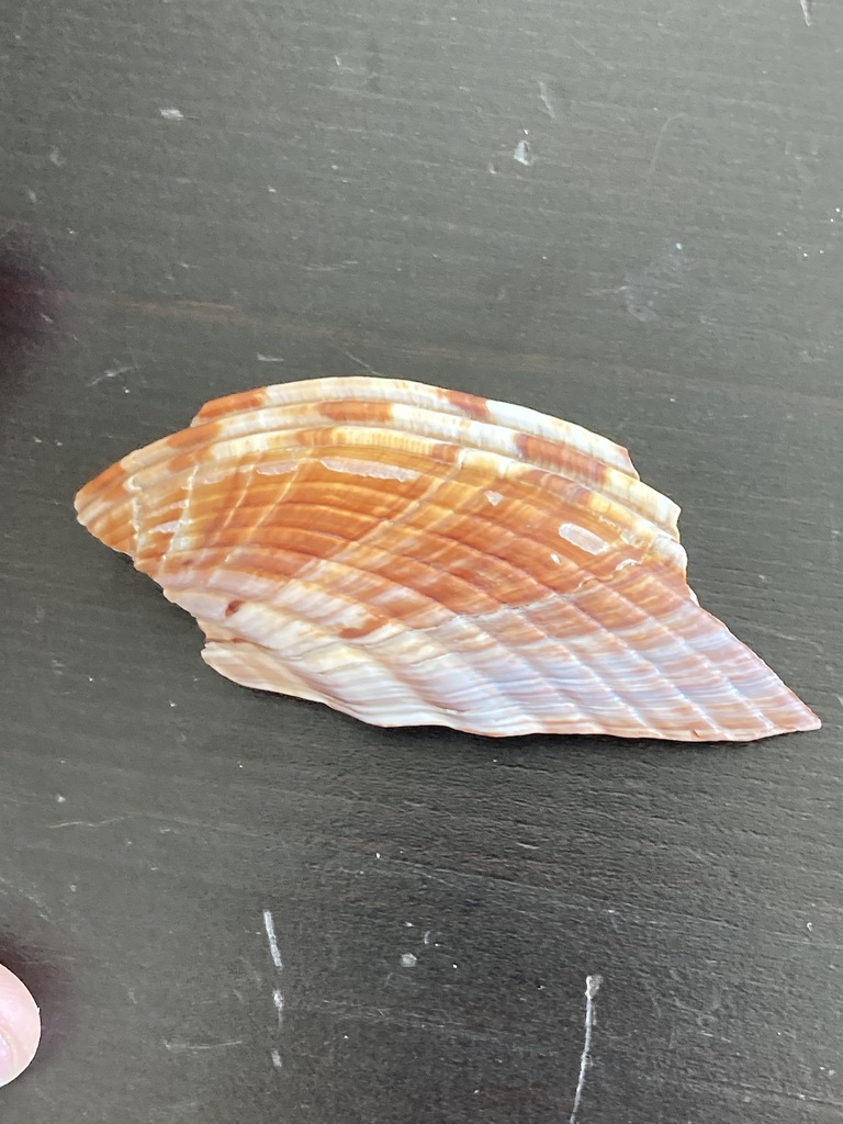 Giant Atlantic Cockle from Sanibel, FL, USA on June 7, 2022 by TC Riley ...