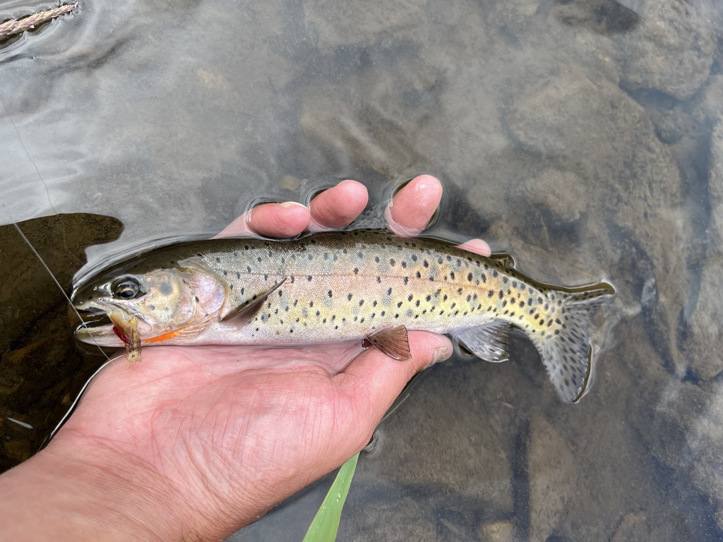 Humboldt Cutthroat Trout (Oncorhynchus henshawi humboldtensis) - Marine ...