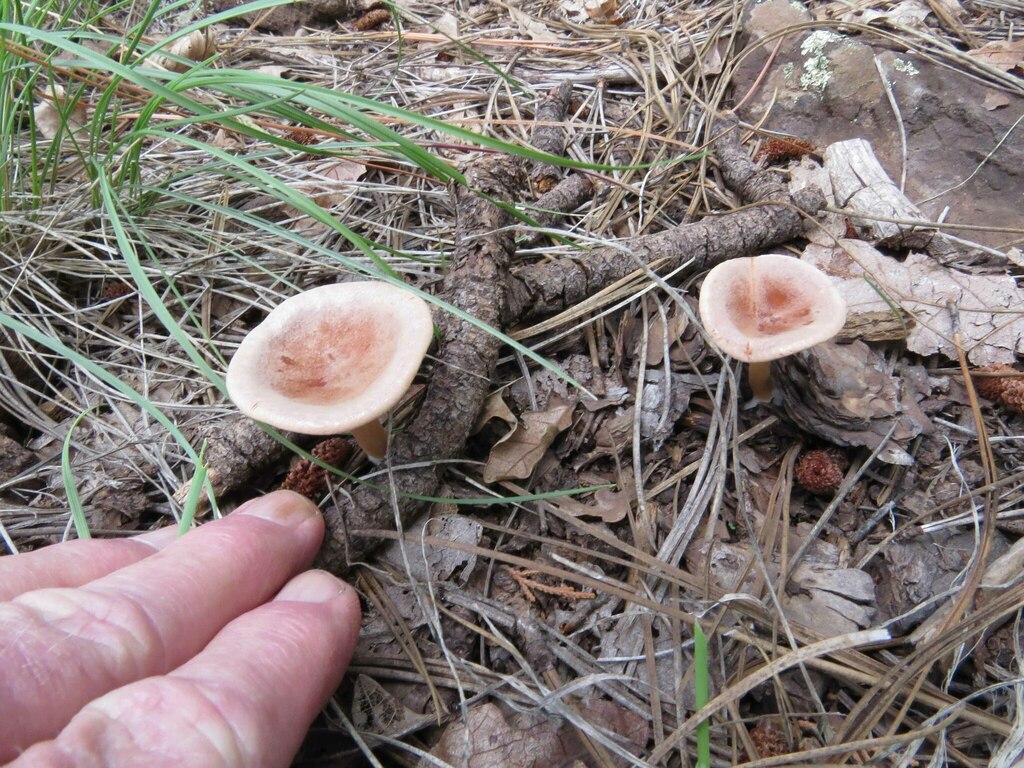 Common Funnel from Coconino County, AZ, USA on August 16, 2022 at 01:18 ...