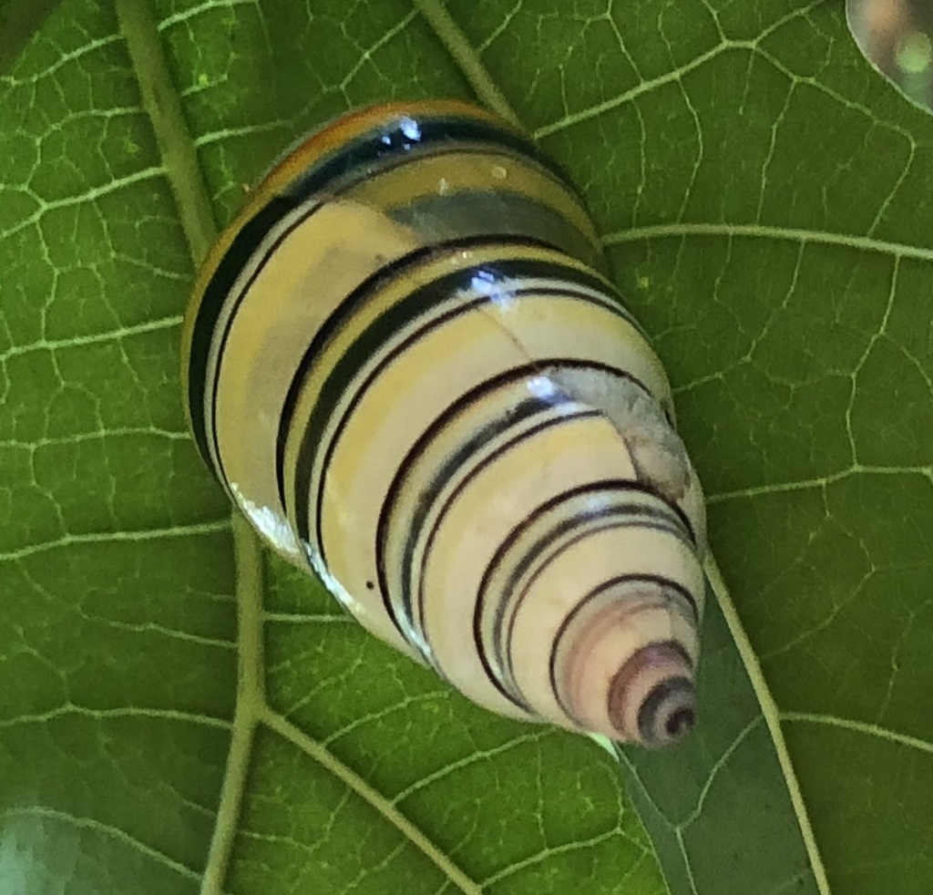 Candy Cane Snail In July 2018 By Stefan Gleissberg INaturalist candy-cane-snail-in-july-2018-by-stefan-gleissberg-inaturalist