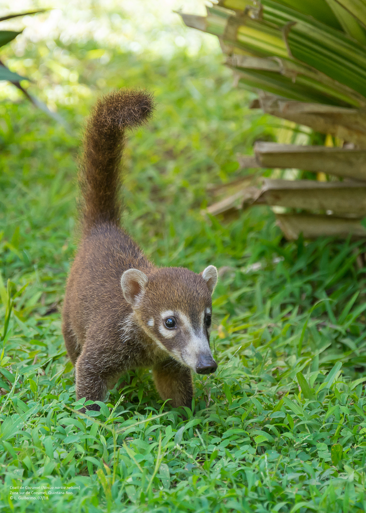 Coatí (Mamíferos PEVA (Parque Ecológico Volcán Arenal)) · iNaturalist