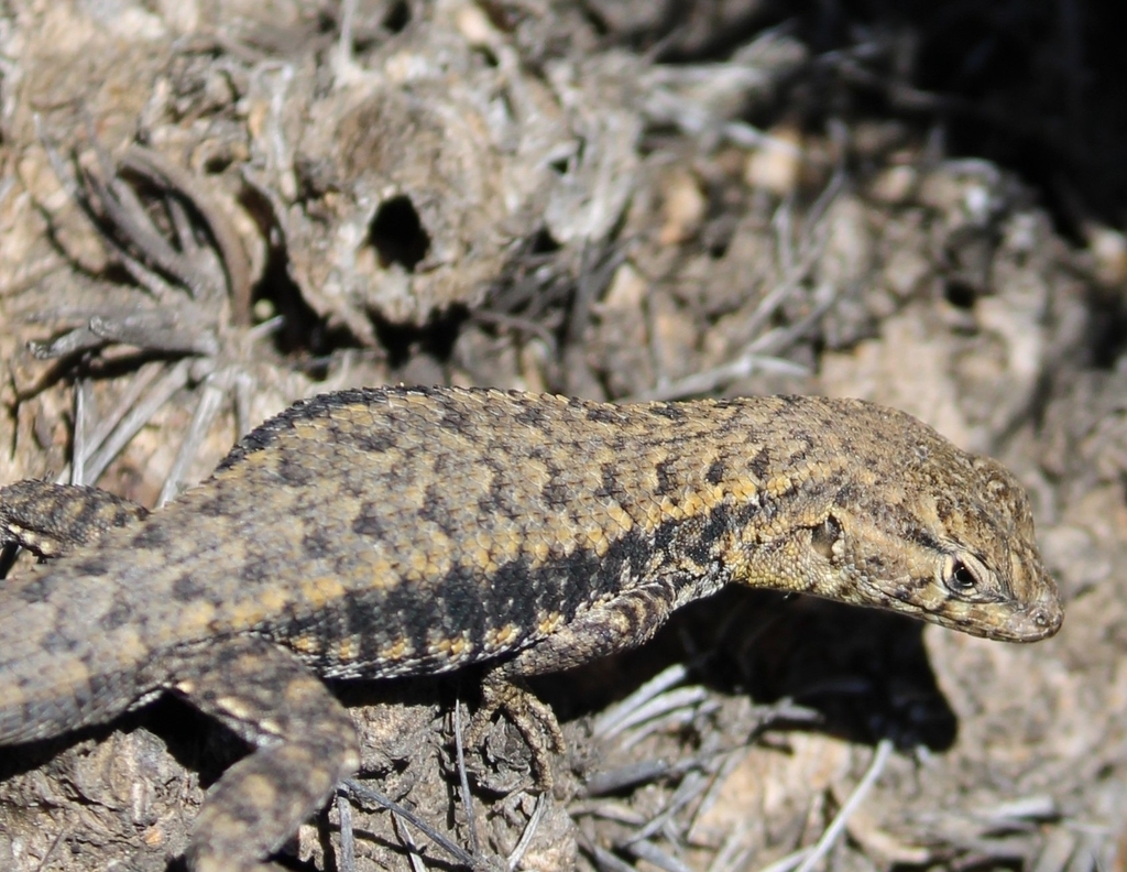 Braided Smooth-throated Lizard from Coquimbo, Chile on August 13, 2022 ...
