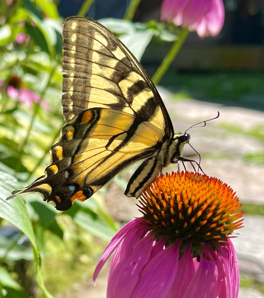 Tiger Swallowtails and Allies from Garden Way, Cabot, VT, US on August ...