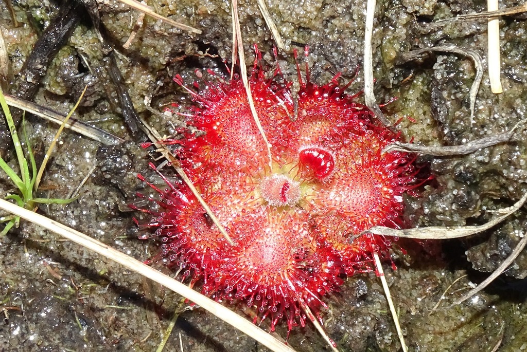 tropical sundew from Wunaamin Miliwundi Ranges WA 6728, Australia on ...