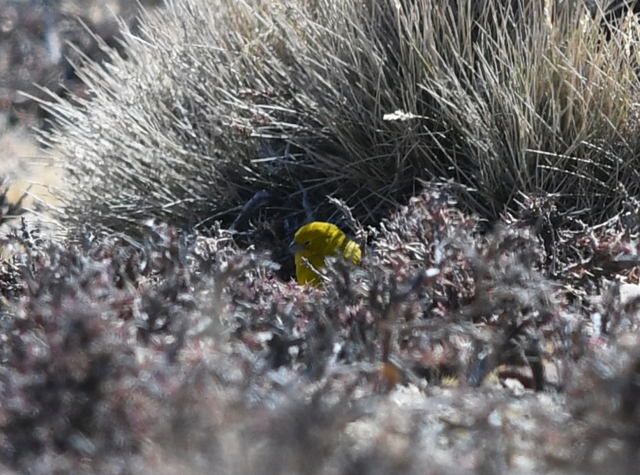 Puna Yellow-Finch from Arequipa, Peru on August 17, 2022 at 09:50 AM by ...