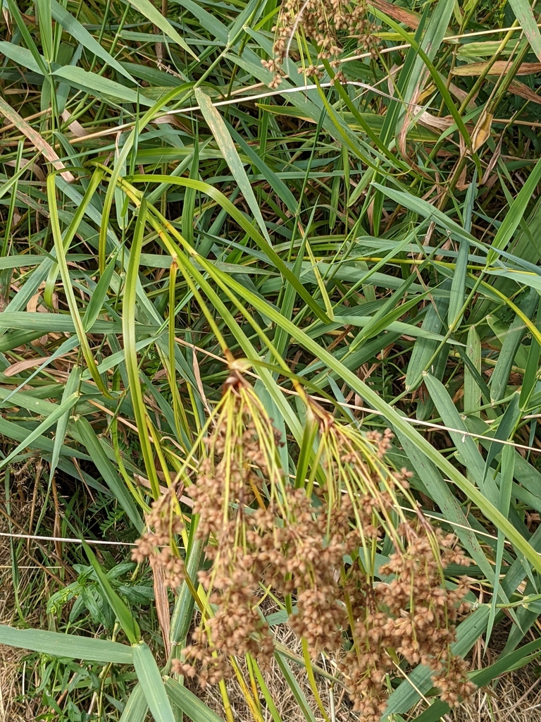 Woolgrass From Ryerson On P0a Canada On August 16 2022 At 1215 Pm 2411