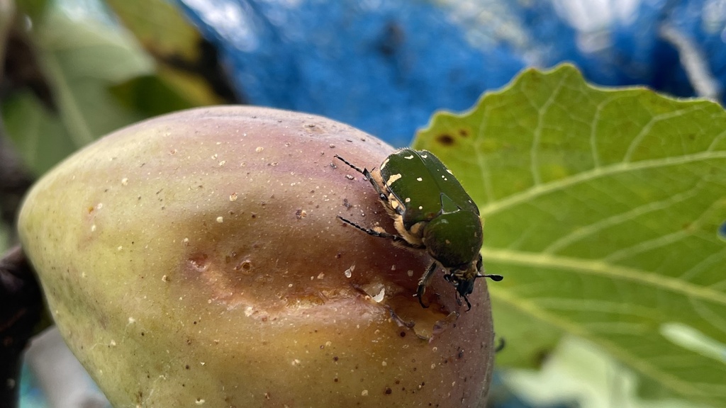 Blue Flower Chafer in August 2022 by Gregory Mihaich. Observed munching ...