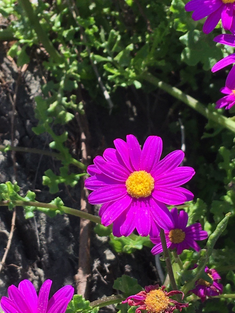 Red-purple Ragwort from Salmon Creek, Bodega Bay, CA, US on August 17 ...