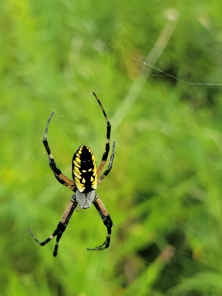 Yellow Garden Spider from Markham, ON L3P 3J3, Canada on August 17 ...