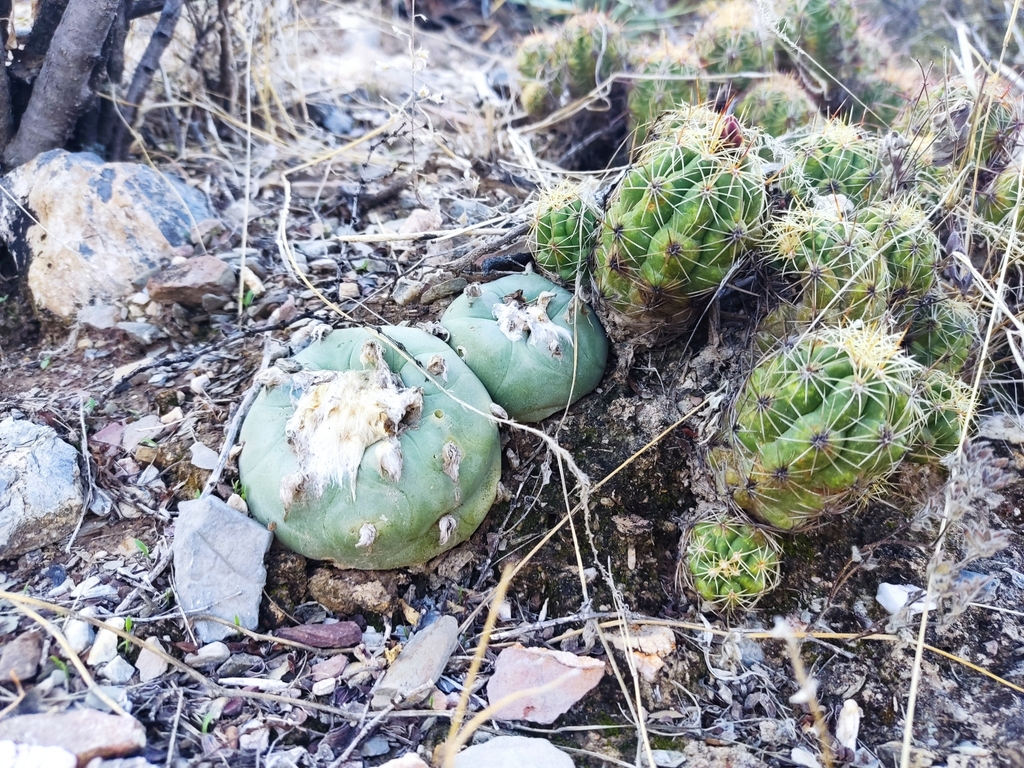 Lophophora diffusa in August 2022 by Jose Antonio Aranda Pineda ...