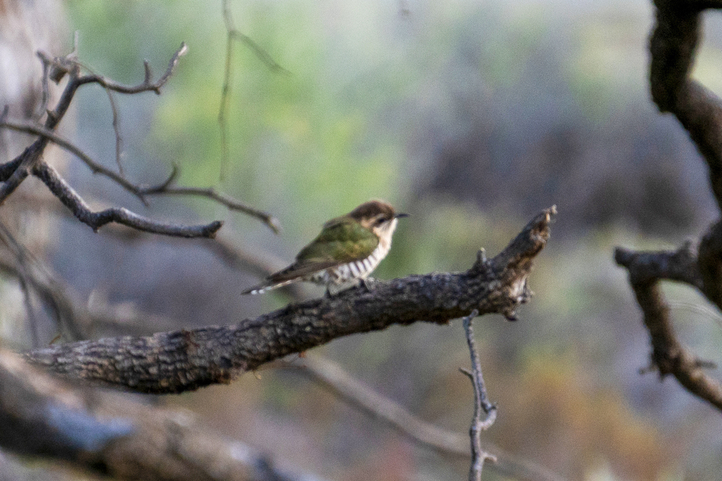 Horsfield's Bronze-Cuckoo from Maude NSW 2711, Australia on August 12 ...