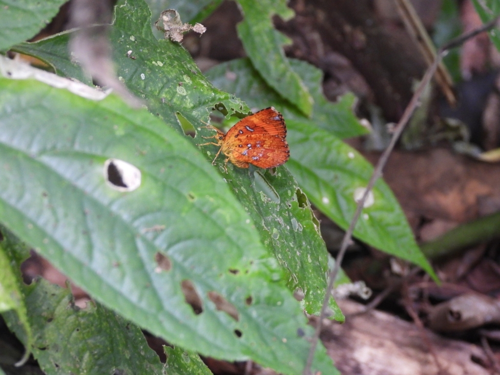 Callidula attenuata from 221台灣新北市汐止區新北市汐止區秀山里 on August 17, 2022 at 12: ...