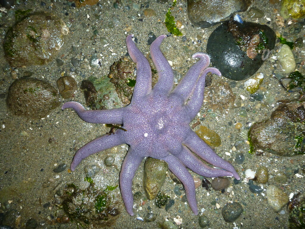 Purple Sun Star from King County, WA, USA on November 14, 2012 at 09:18 ...