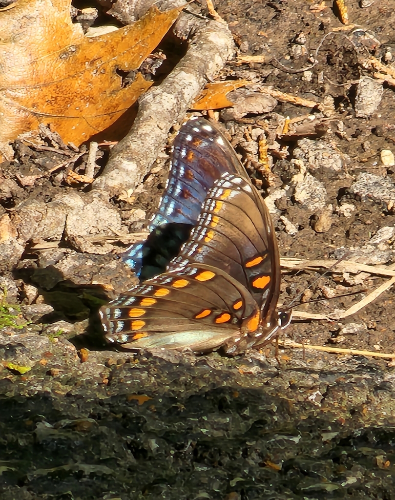 Red-spotted Purple from Hwy 179 @ Runge Nature Park, Jefferson City, MO ...