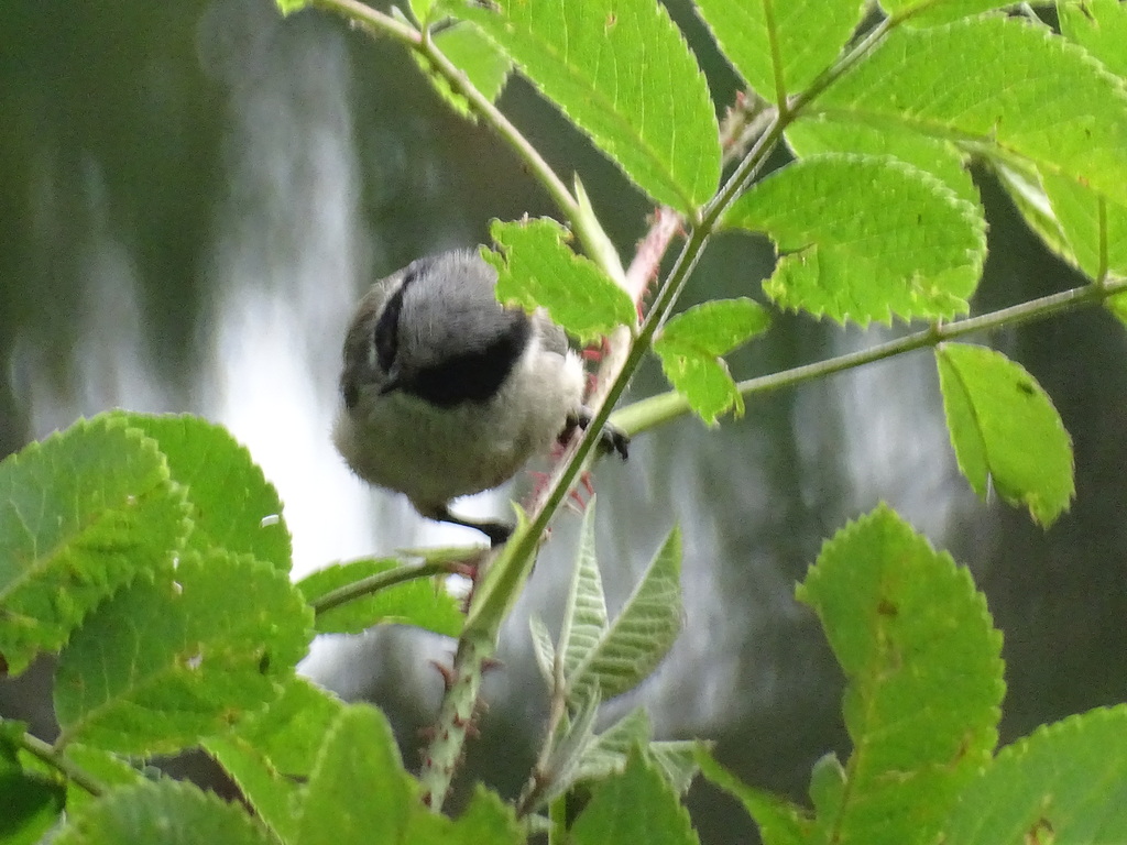 Bushtit in August 2022 by Anayeli Guzmán Enríquez · iNaturalist