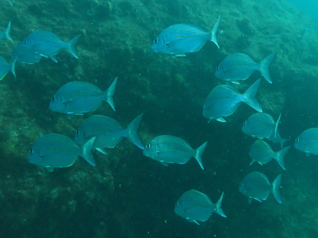 Cape Stumpnose (Rhabdosargus holubi) - Marine Life Identification