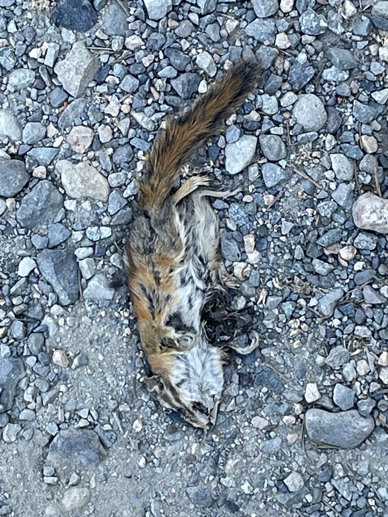 Yellow-pine Chipmunk from Cassal Rd, Winthrop, WA, US on August 17 ...
