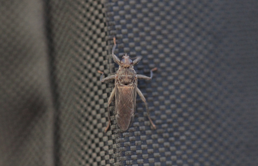 Pigeon Louse Fly from Lemon Grove, CA, USA on August 17, 2022 at 04:49 ...