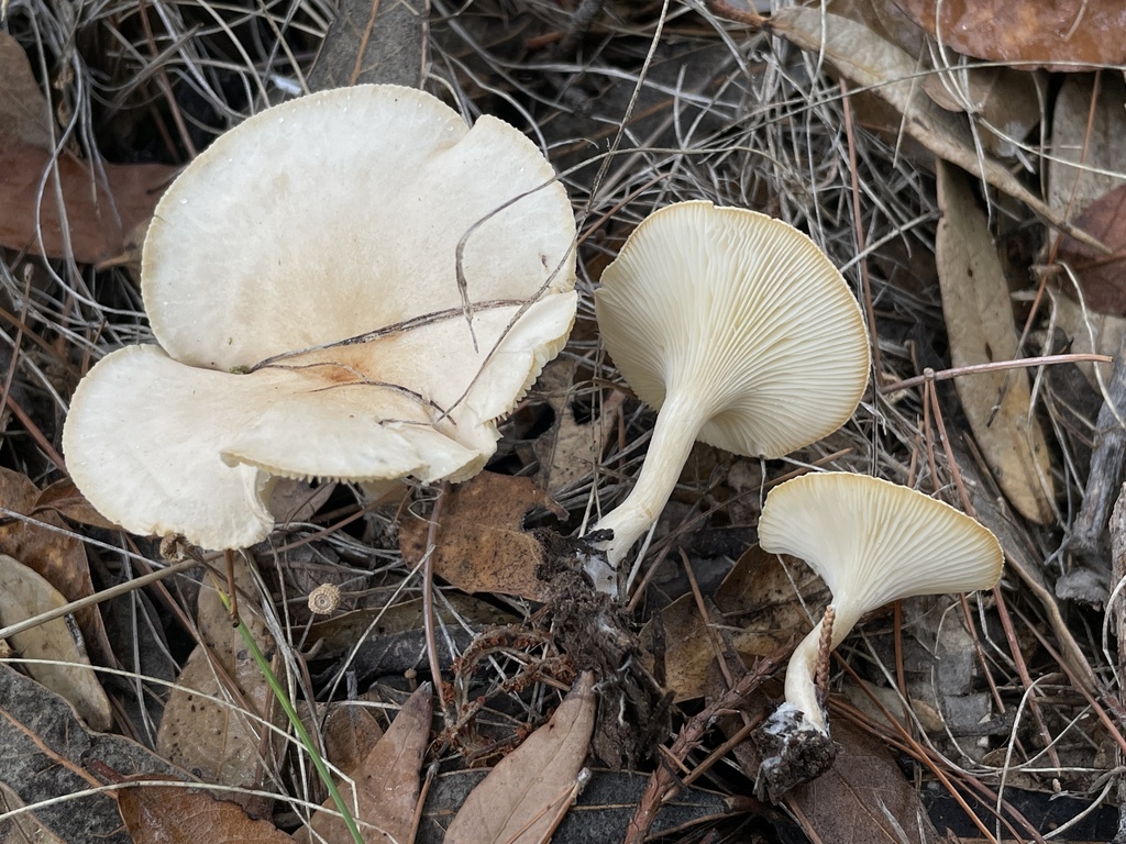 Common Funnel from Cochise County, AZ, USA on August 17, 2022 at 01:23 ...
