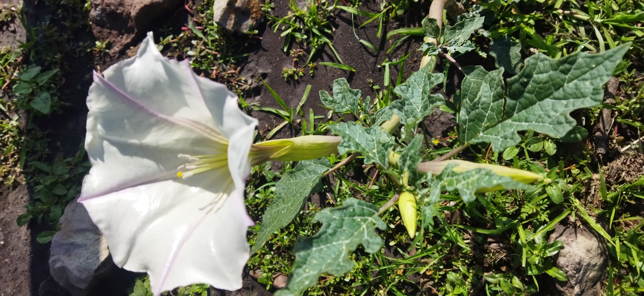 Datura ceratocaula Jacq.
