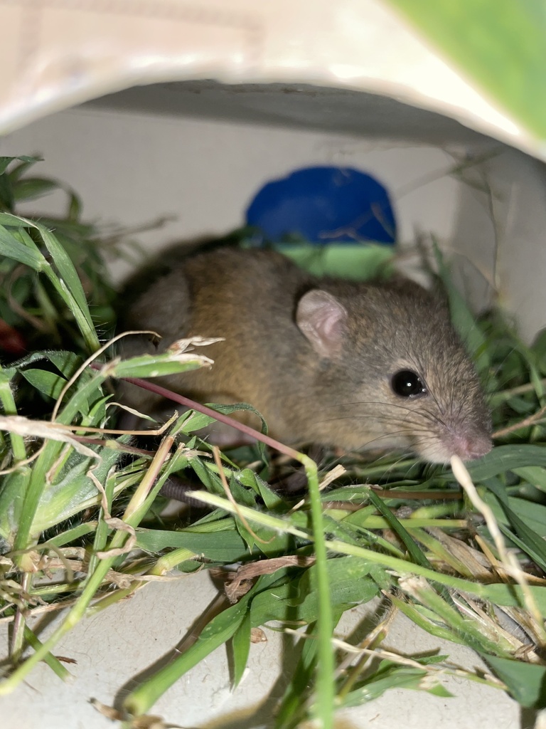 Eastern Chestnut Mouse from Cape Pallarenda Rd, Town Common, QLD, AU on ...