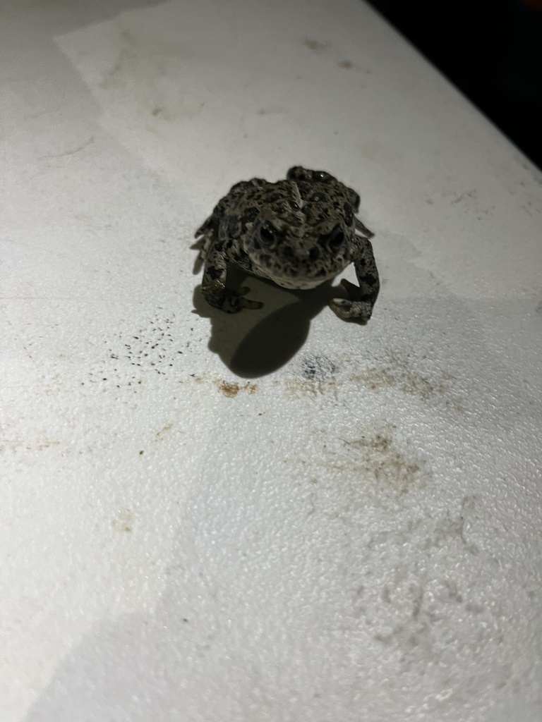 Railroad Valley Toad in May 2022 by cjmclean · iNaturalist