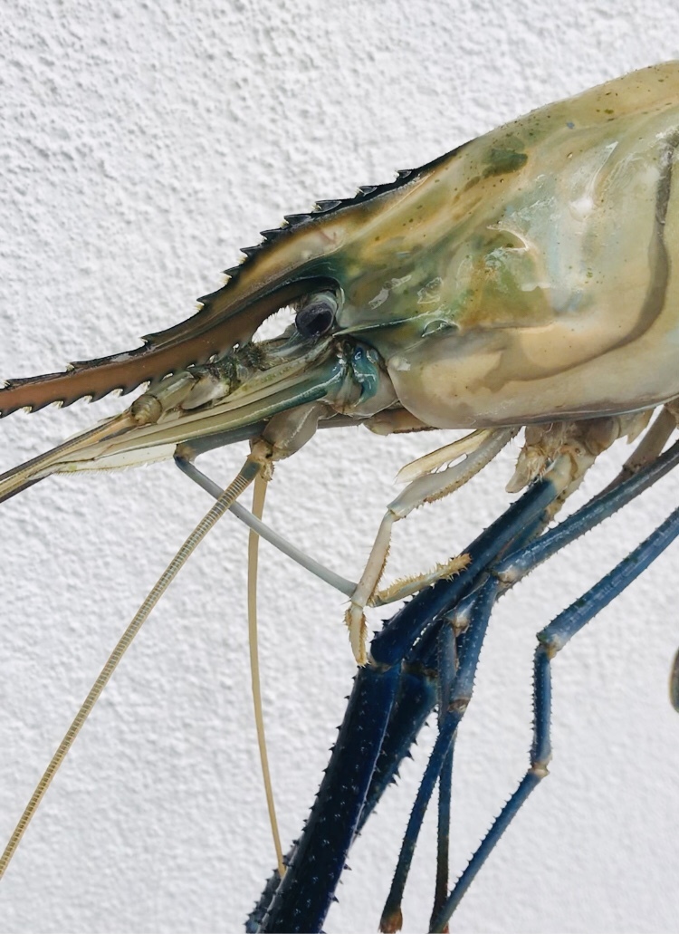 Macrobrachium rosenbergii (De Man, 1879)