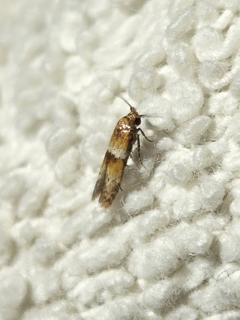 Pigritia from Las Vegas, NV, USA on August 17, 2022 at 10:17 PM by ...