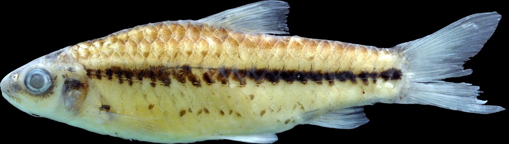 (Enteromius niokoloensis) - Marine Life Identification