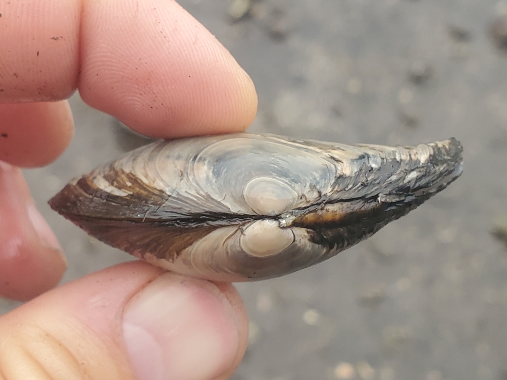 Bent-nosed Clam (China Cove Organisms) · iNaturalist