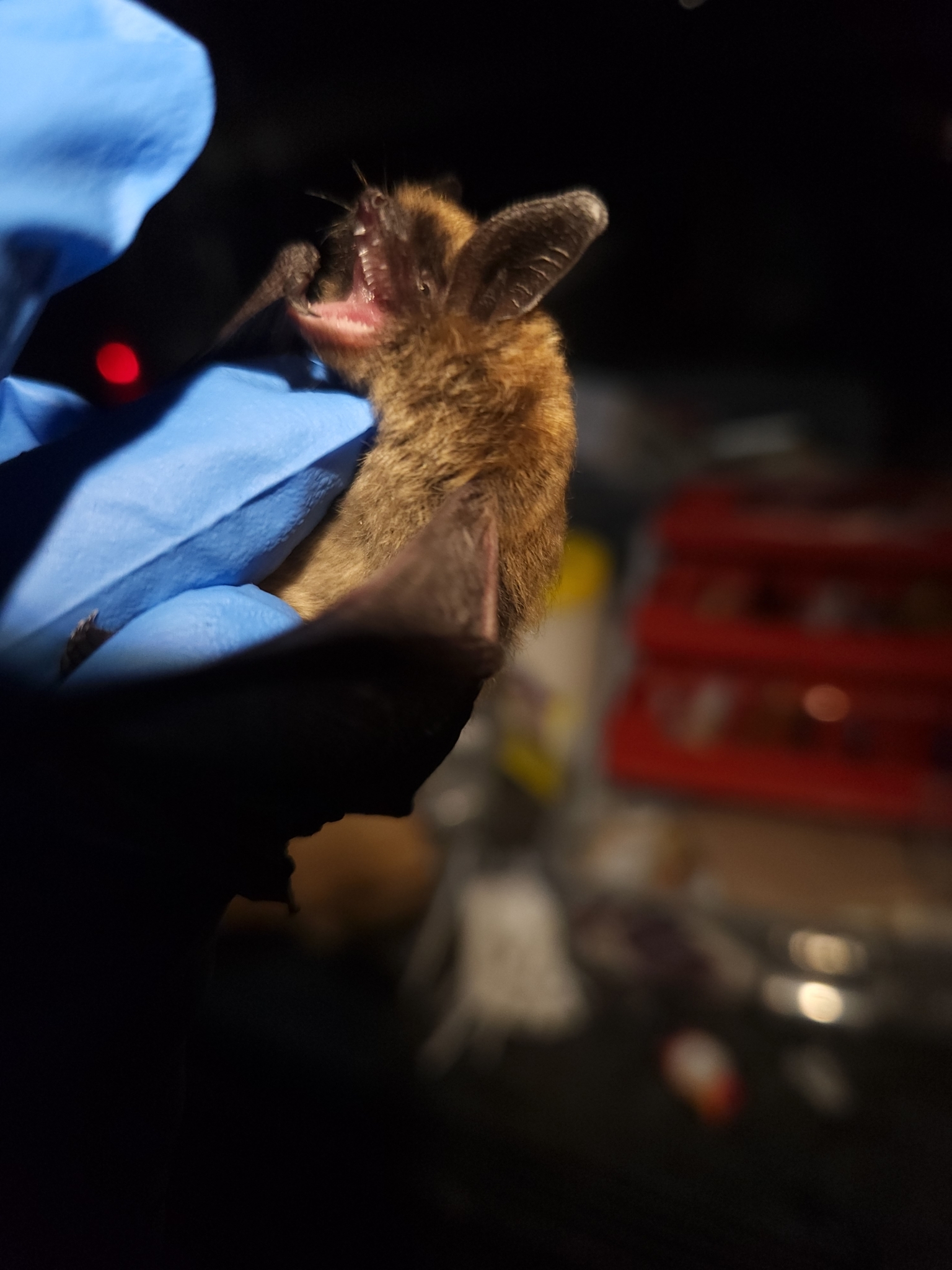 Myotis leibii (Audubon & Bachman, 1842)