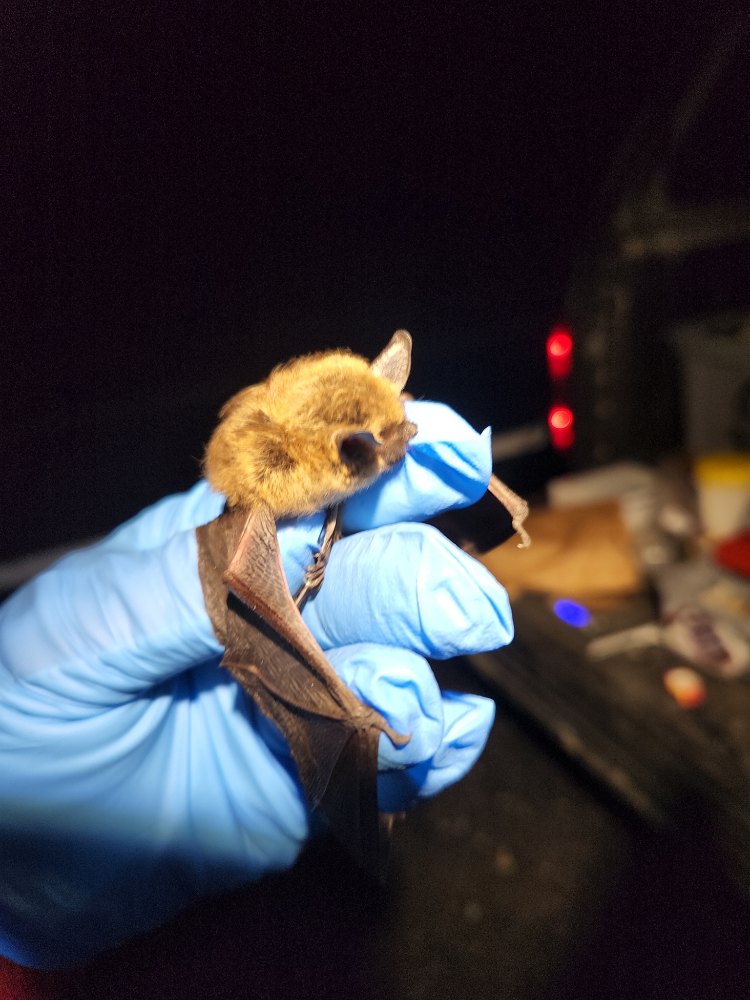 Myotis leibii (Audubon & Bachman, 1842)