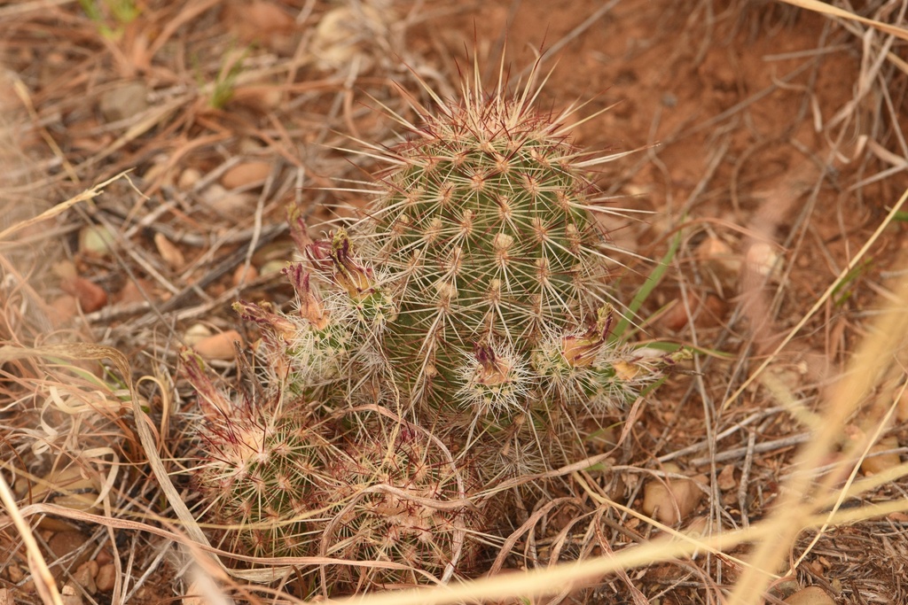 Miller's green pitaya in April 2022 by Aidan Campos · iNaturalist