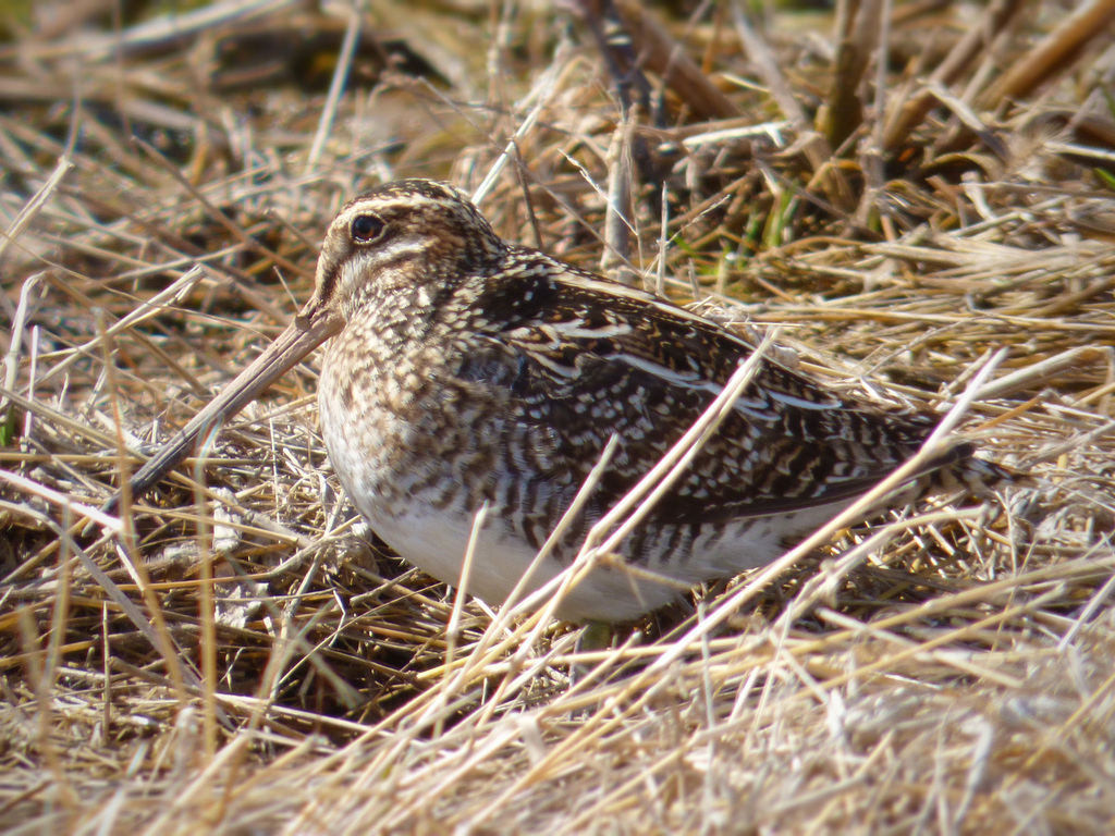 Common Snipe (Wildlife of Rifle Falls, Rifle Gap, and Harvey Gap State ...